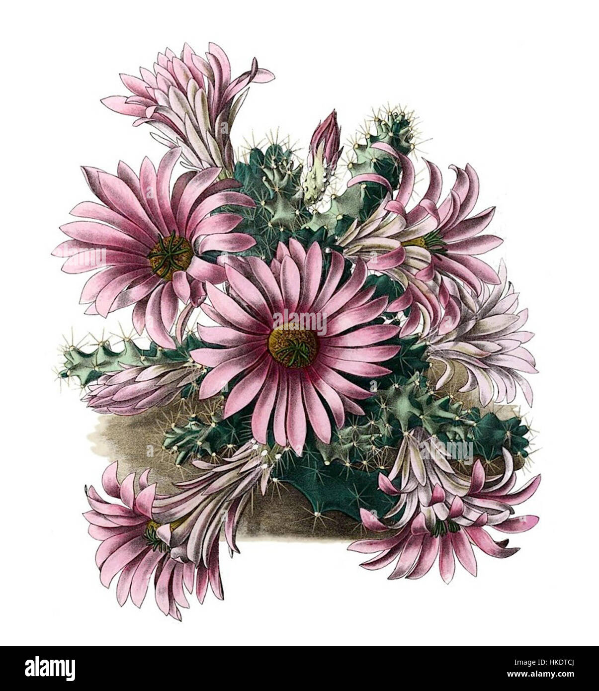 A botanical painting of Echinocereus berlandieri, a species of cactus ...