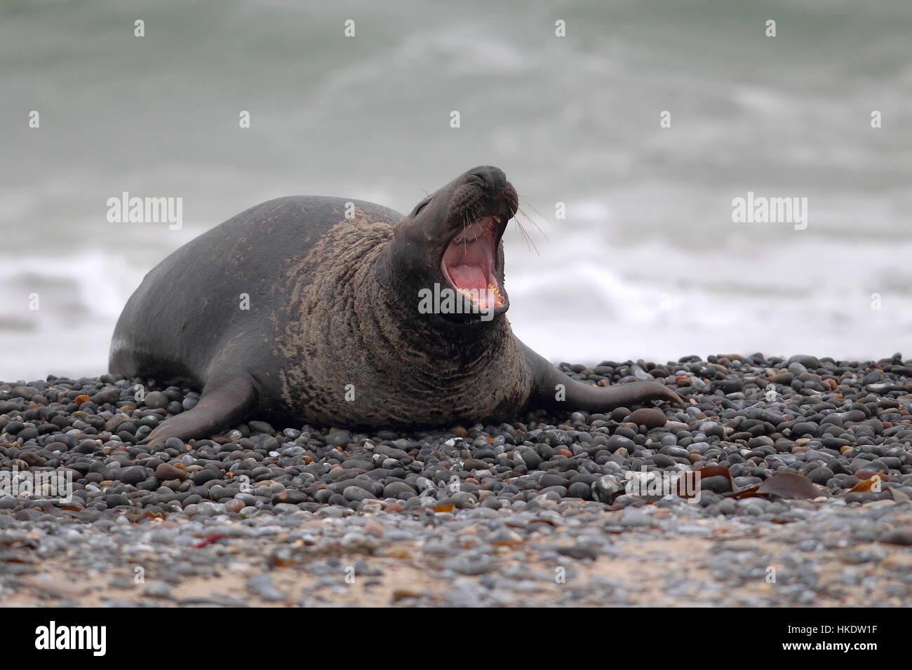 Bull seal stone hi-res stock photography and images - Alamy