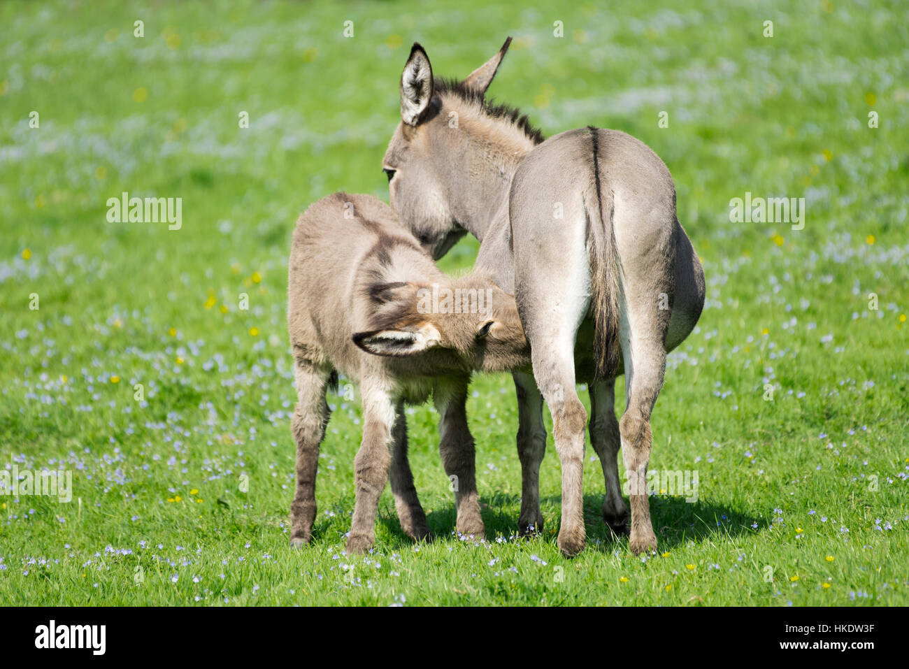 Domestic donkeys (Equus asinus asinus), mare suckling foal, Germany ...