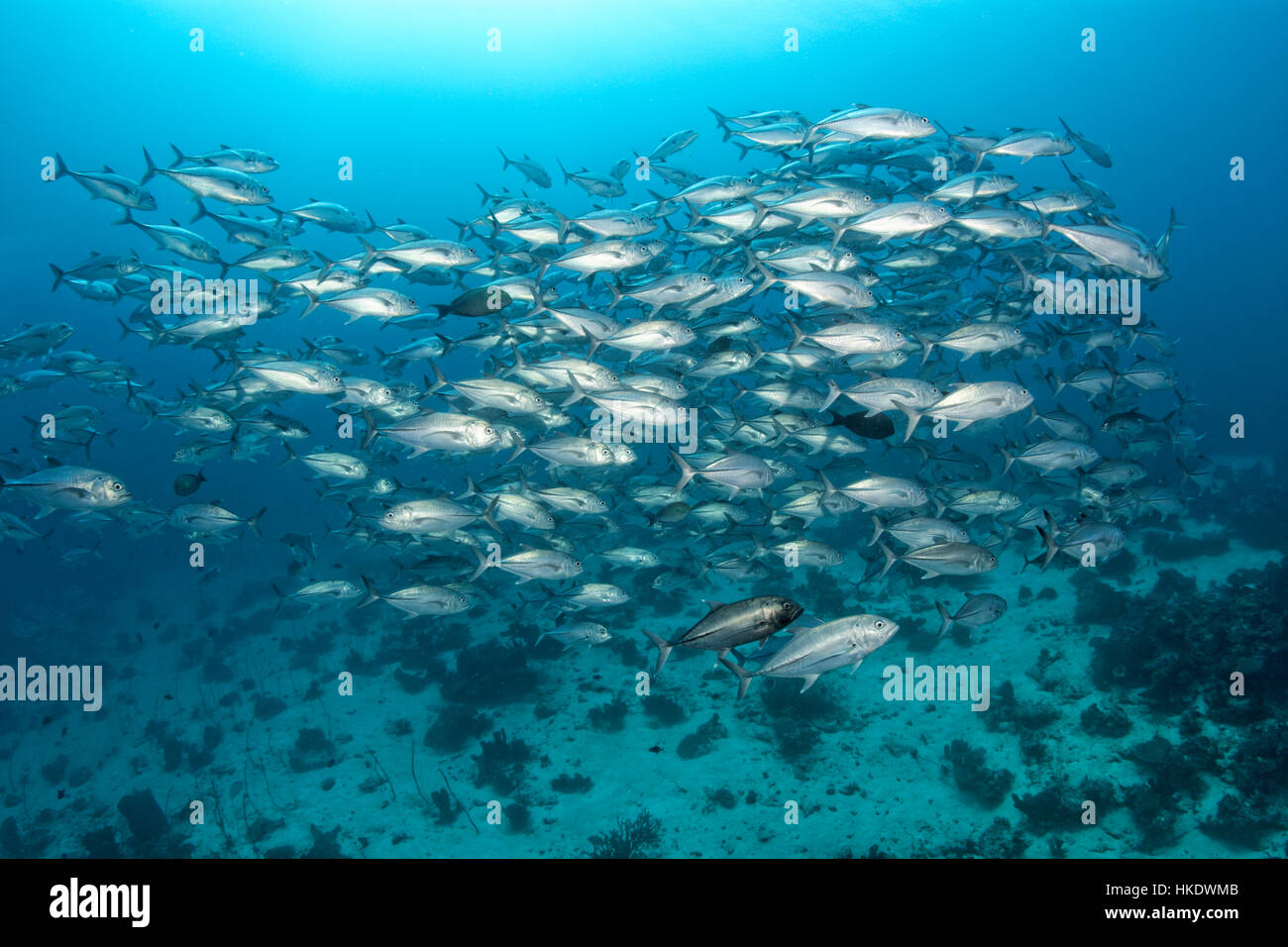 Silver fish shoal shoal hi-res stock photography and images - Alamy