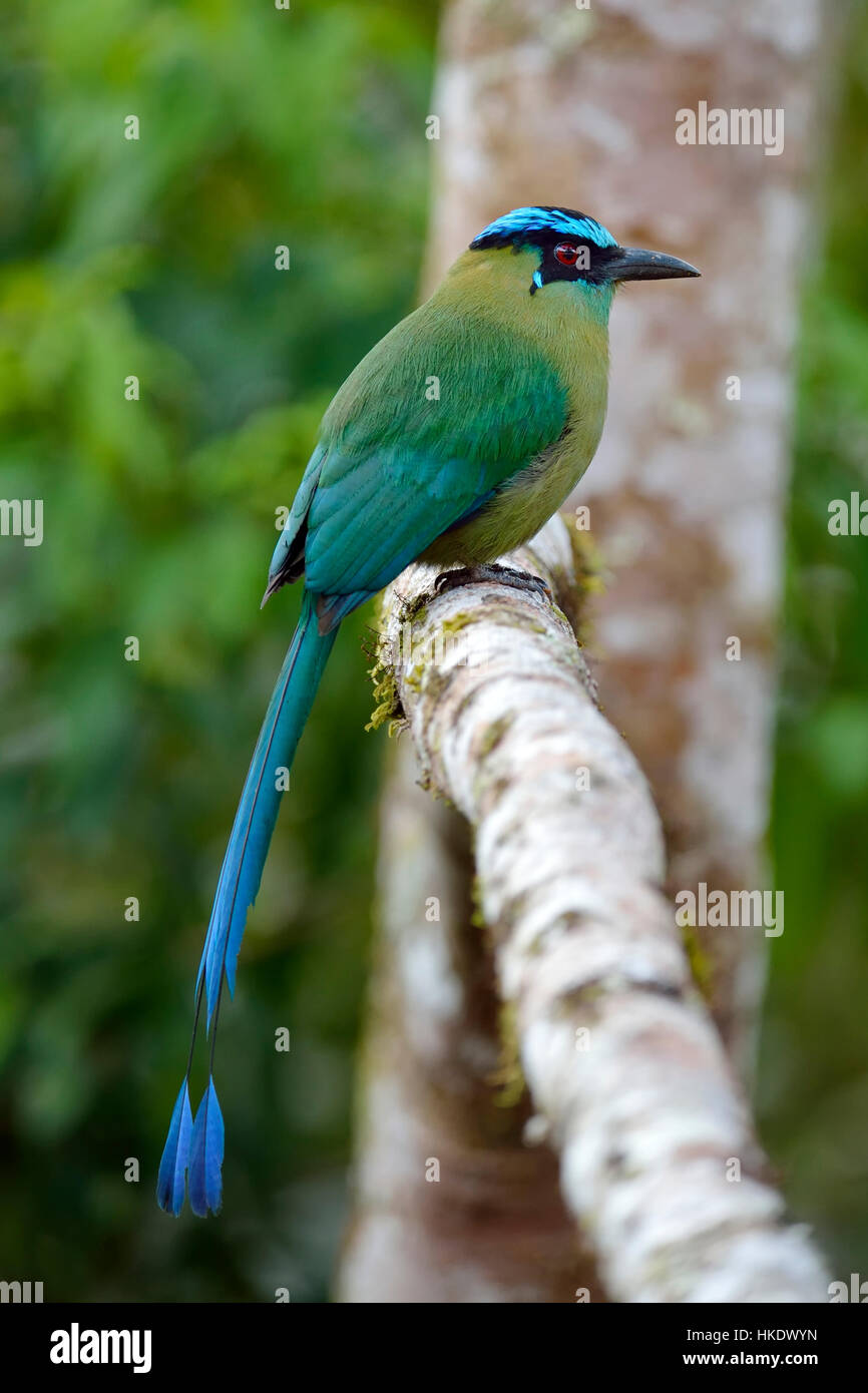 Blue-crowned Motmot (Momotus momota), Manu National Park, Peru Stock ...