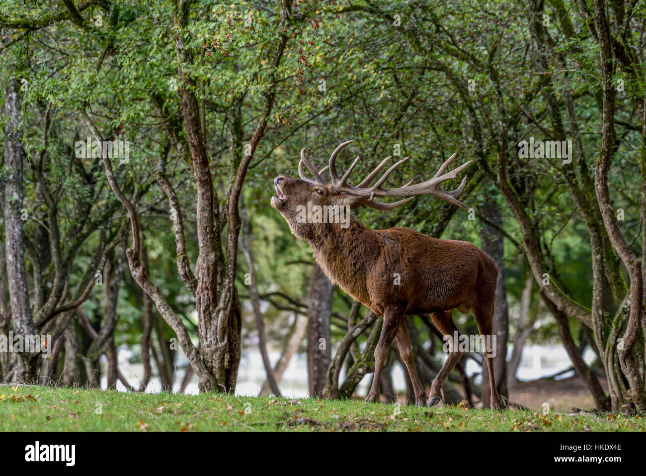 Roaring red stag (Cervus elaphus) during mating season, nature park ...