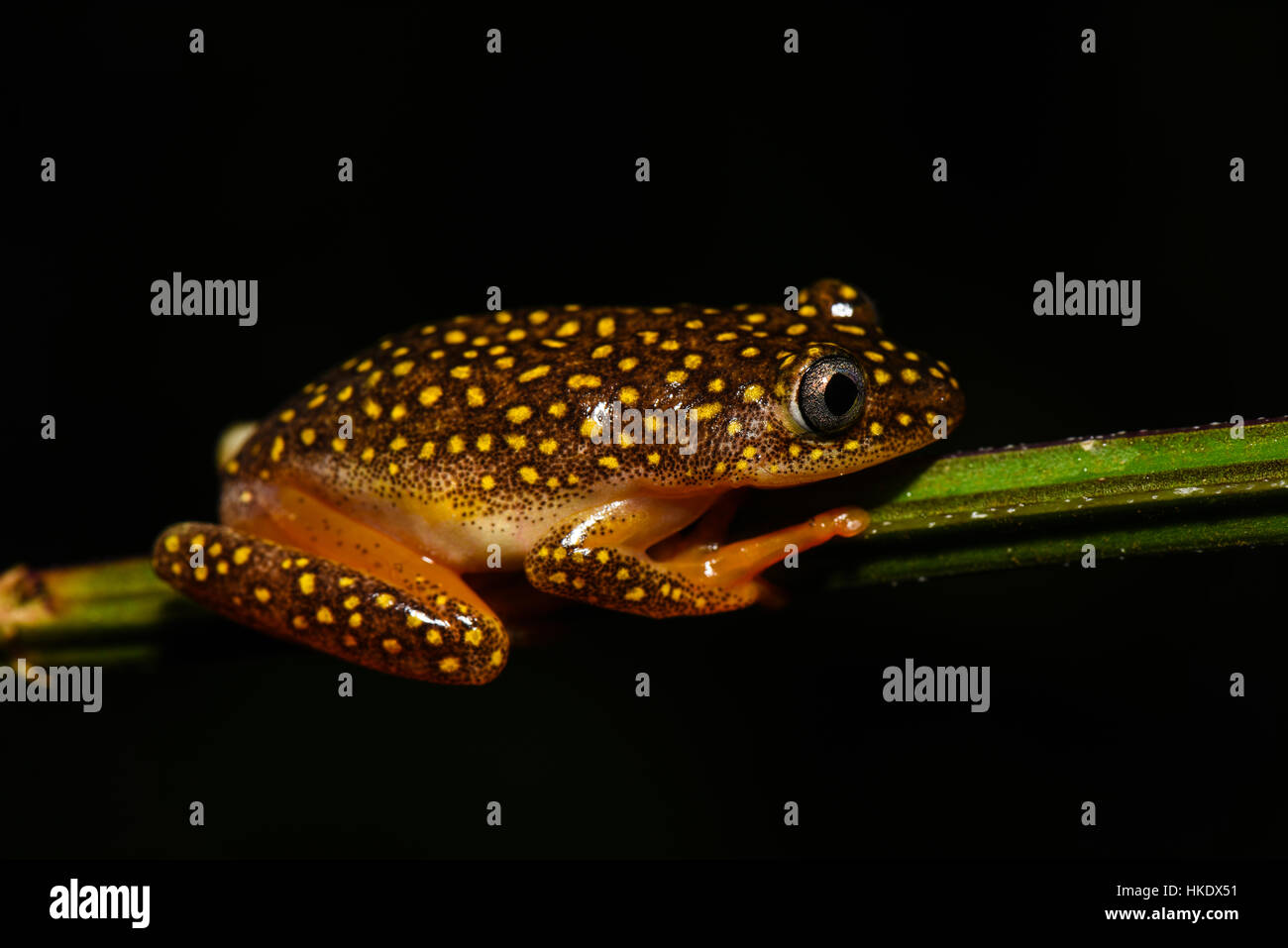 Whitebelly Reed Frog (Heterixalus alboguttatus), male, Andasibe ...