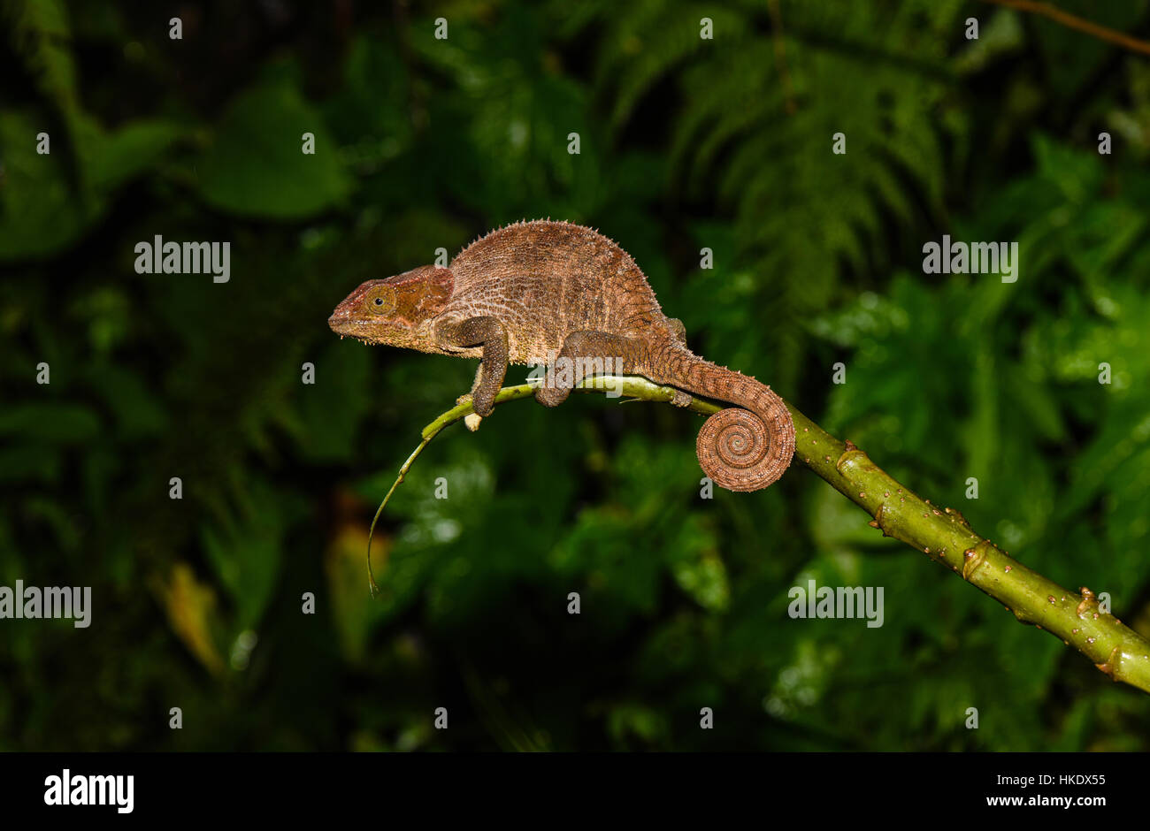 Cryptic chameleon (Calumma crypticum), female, Ranomafana National Park, Madagascar Stock Photo ...