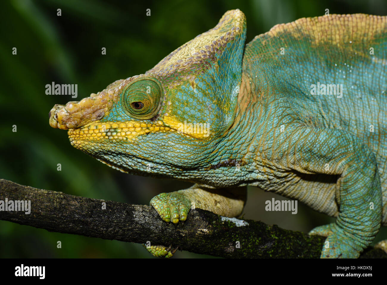 Parson's chameleon (Calumma parsonii parsonii), male, Ranomafana ...