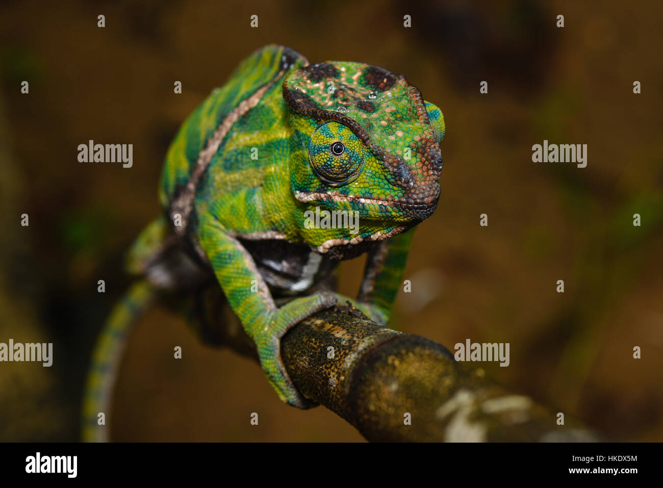 Two banded chameleon hi-res stock photography and images - Alamy