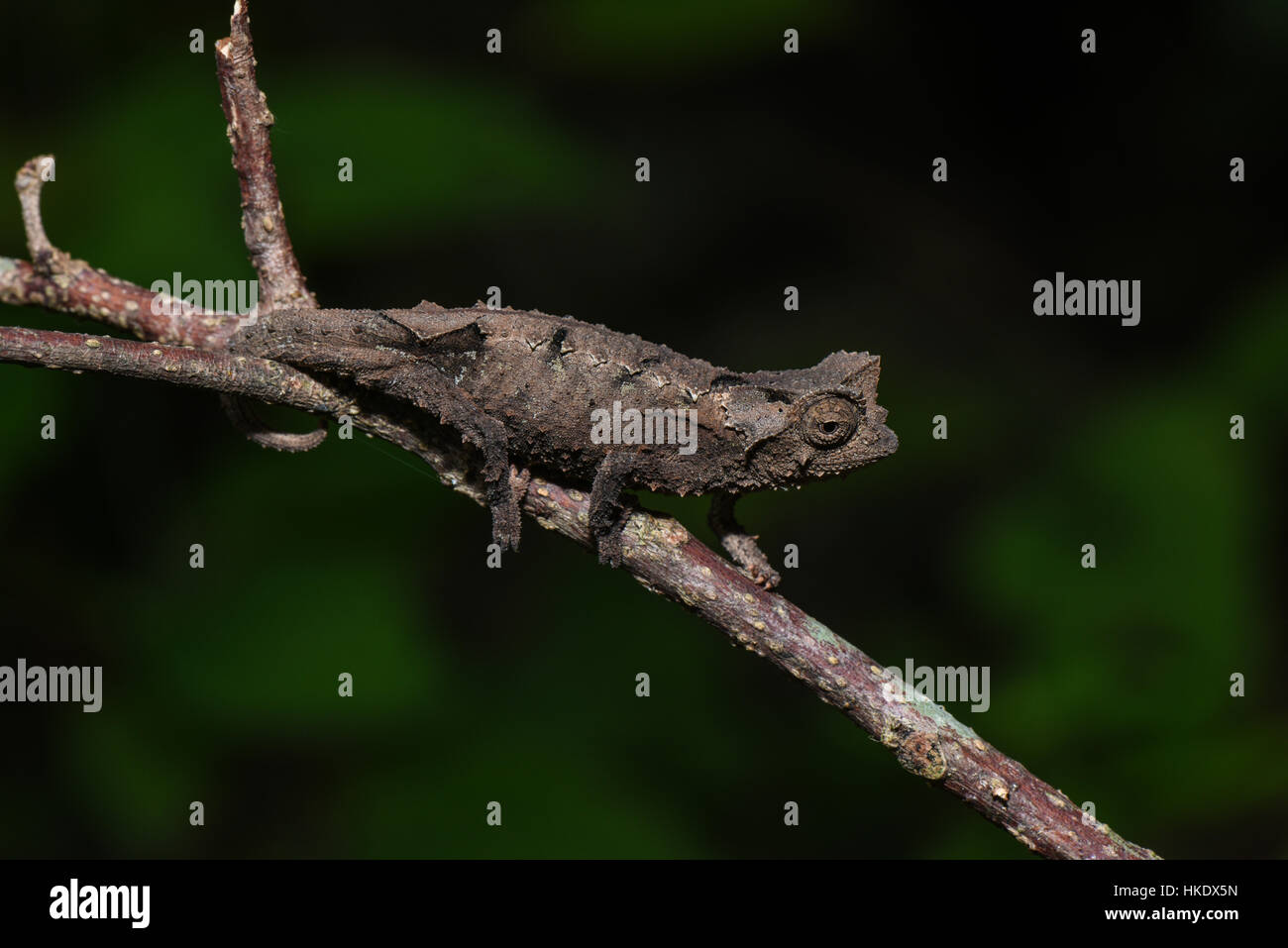Stub tailed hi-res stock photography and images - Alamy