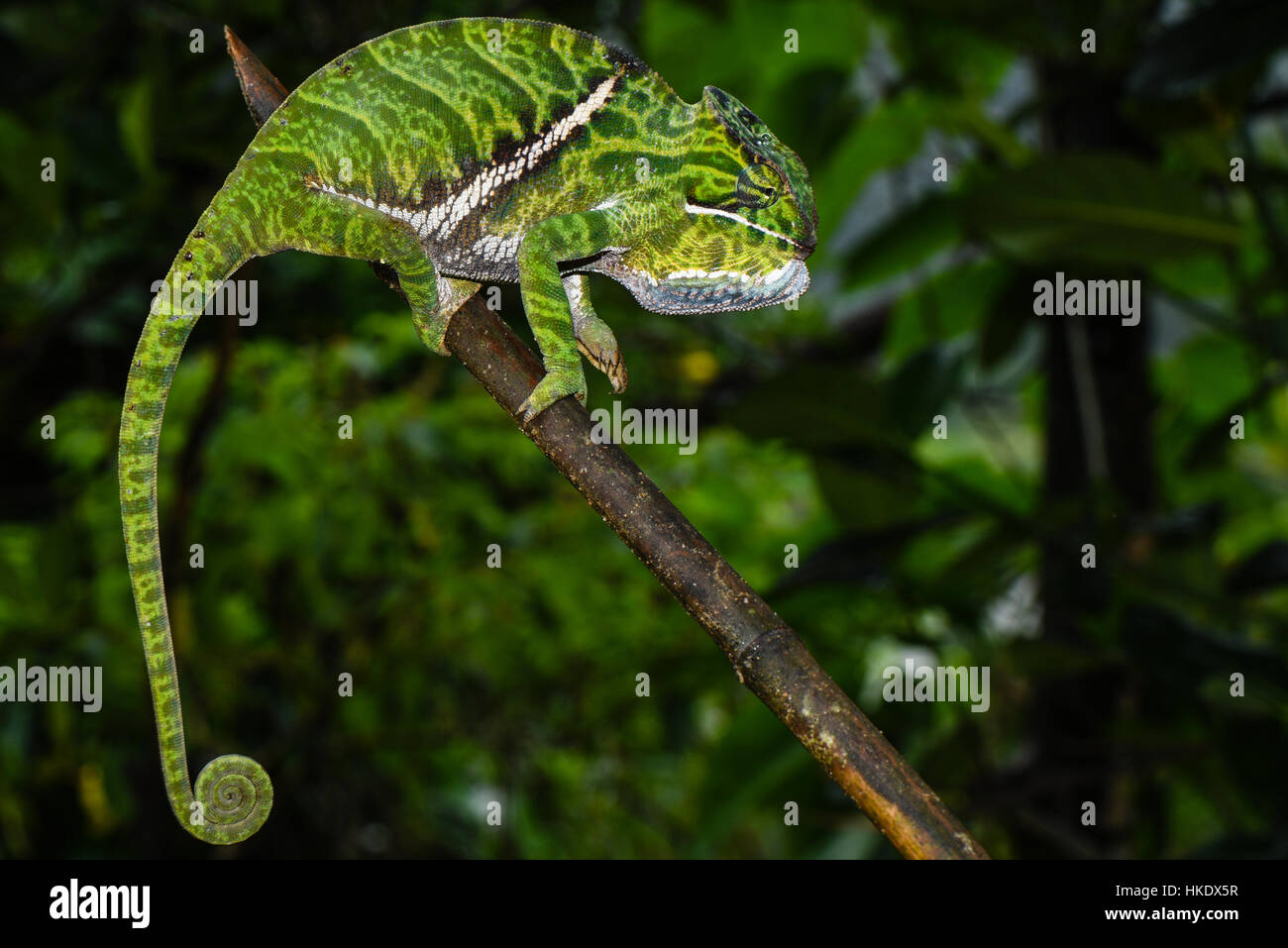 Two-banded chameleon (Furcifer balteatus), female, Ranomafana national ...
