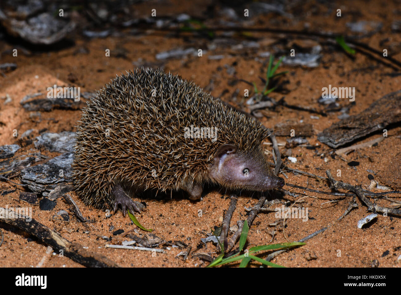 Lesser hedgehog tenrec (Echinops telfairi), Reniala Reserve, Ifaty ...