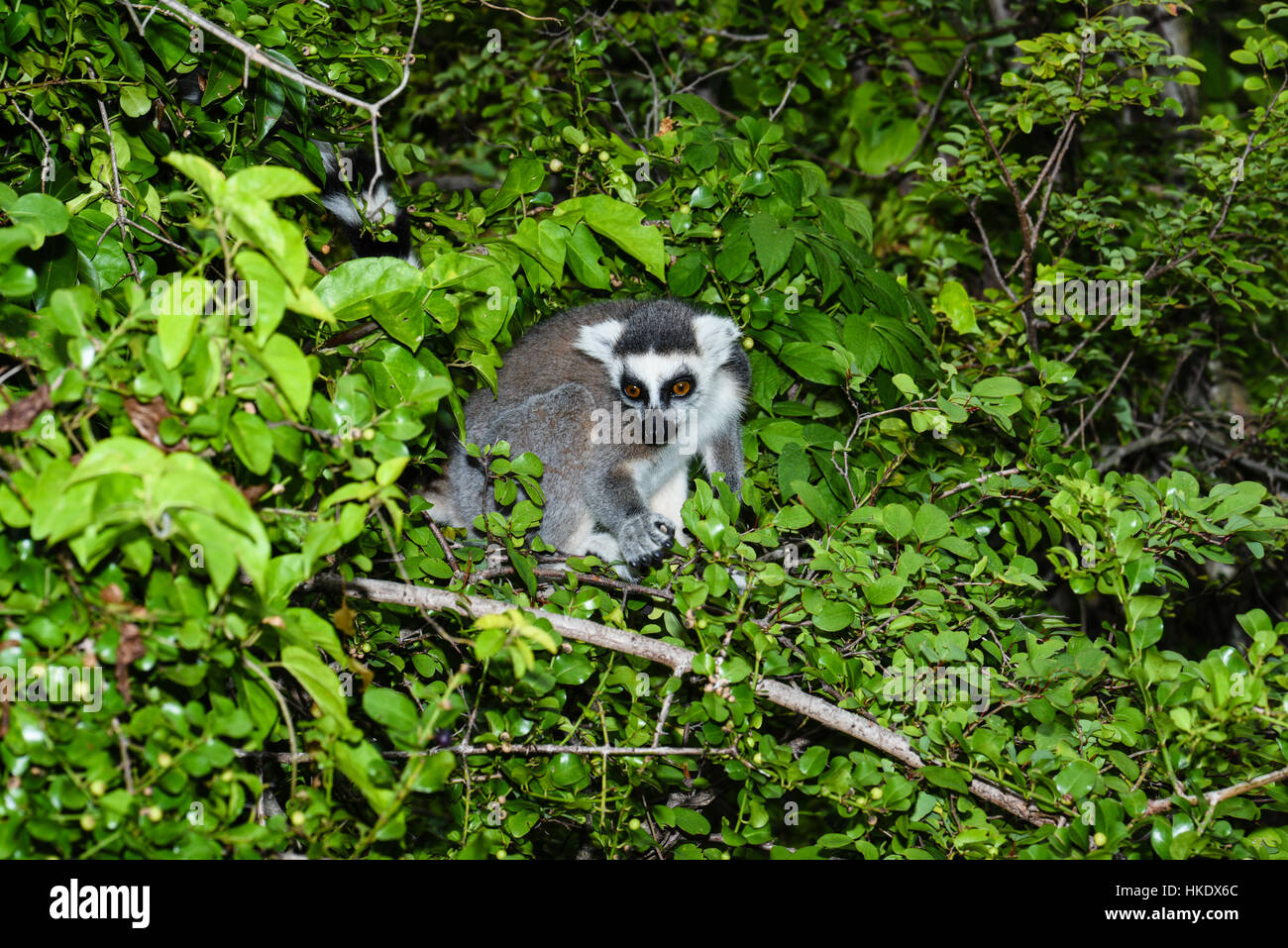 Ring-tailed lemur (Lemur catta) in tree, Anja Community Reserve ...