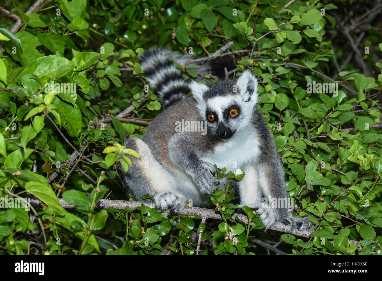 Ring-tailed lemur (Lemur catta) in tree, Anja Community Reserve ...