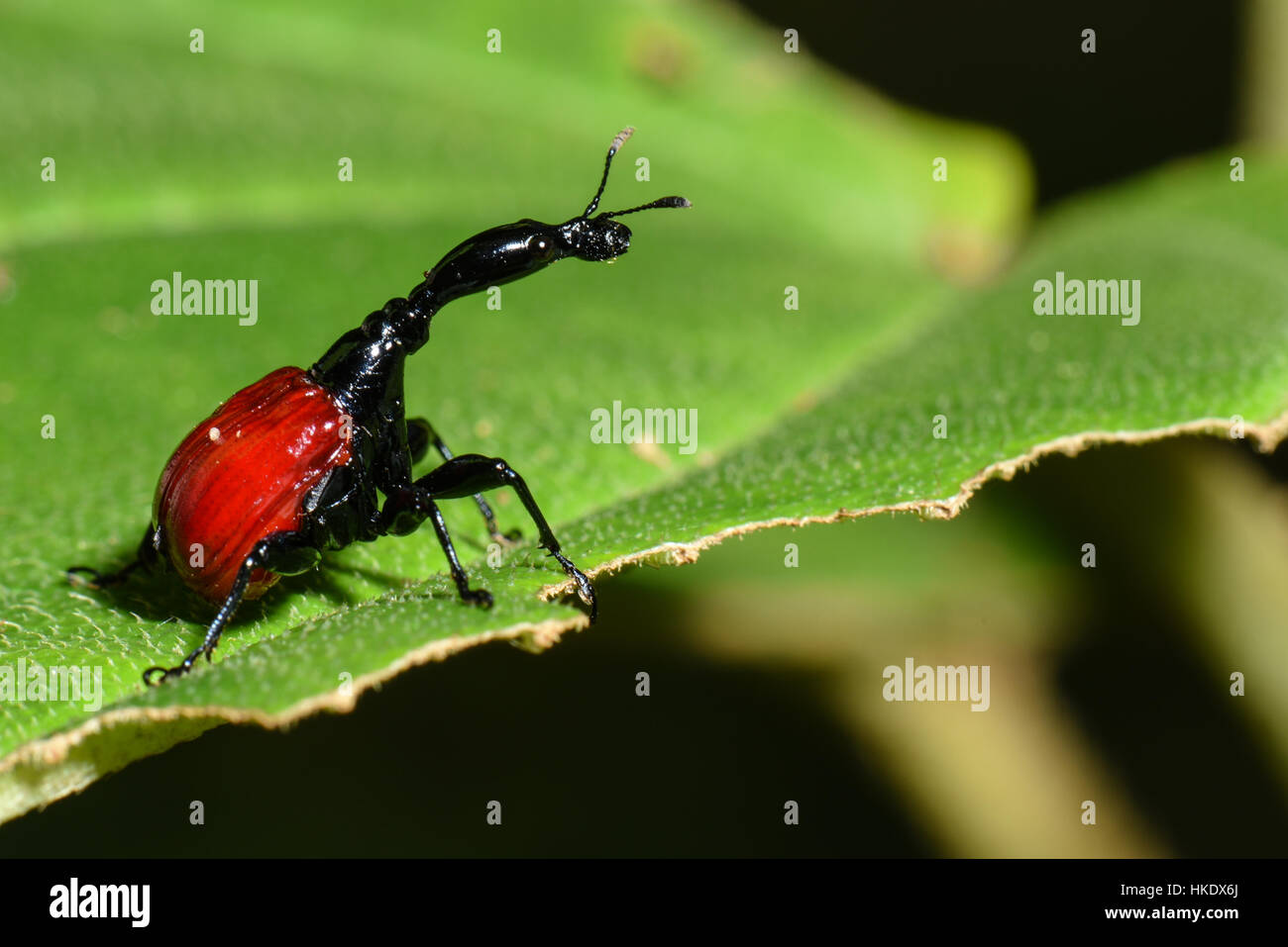 Giraffe weevil (Trachelophorus giraffa) on leaf, female, Andasibe ...