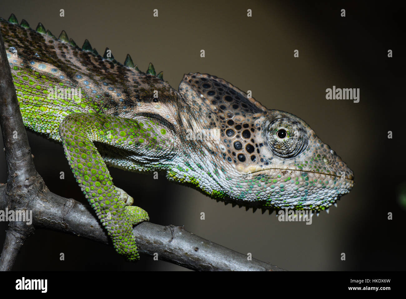 Warty chameleon (Furcifer verrucosus), male, Reniala Reserve, Ifaty ...