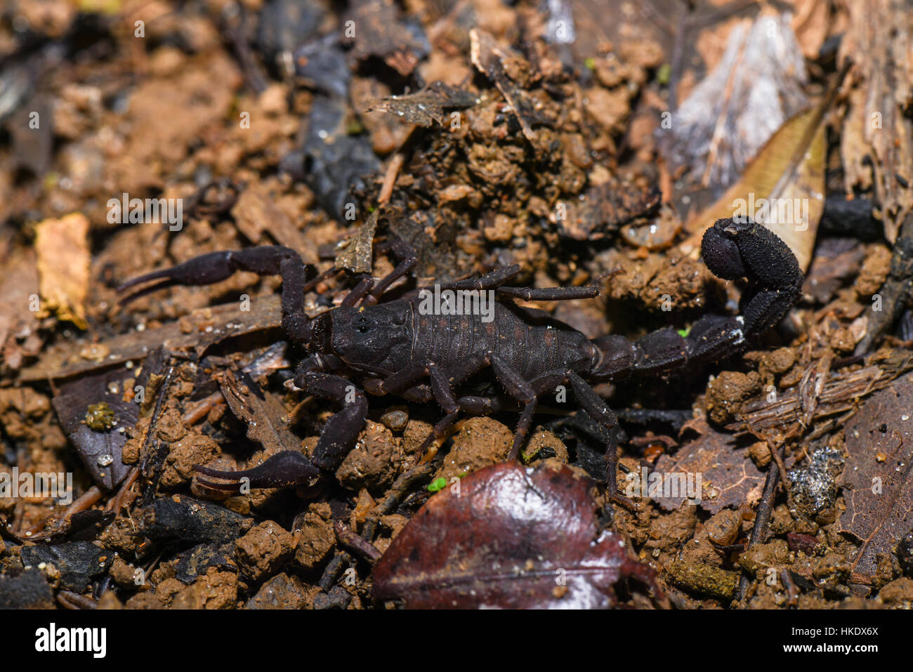 Madagascar scorpion hi-res stock photography and images - Alamy