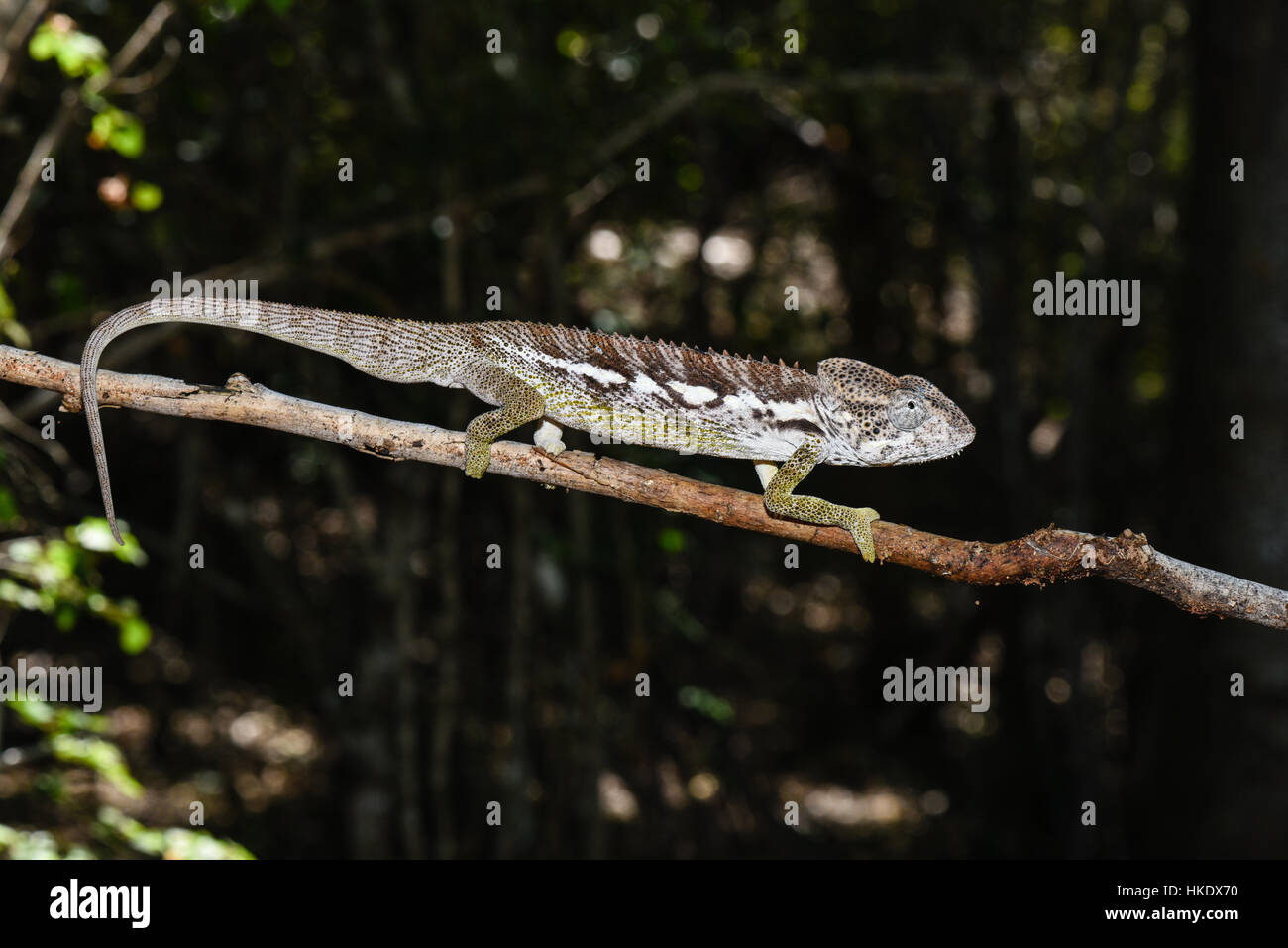 Warty chameleon (Furcifer verrucosus), male, Reniala Reserve, Ifaty ...