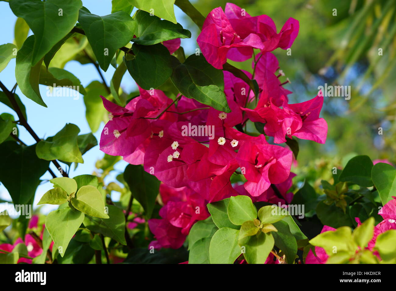 Flowers from Key Largo in the Florida Keys Stock Photo - Alamy