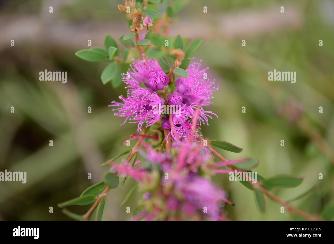 Wispy delicate fuchsia flower Stock Photo - Alamy