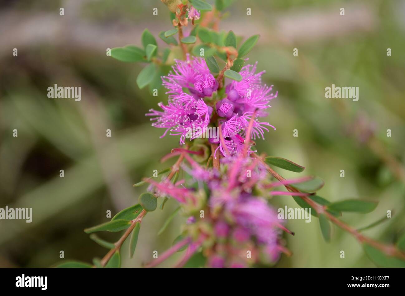 Wispy flower hi-res stock photography and images - Alamy