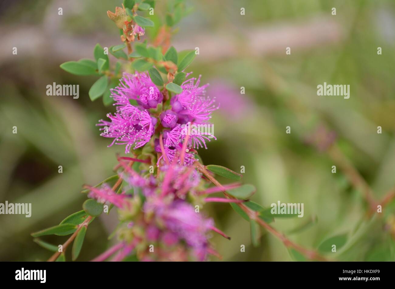 Wispy flower hi-res stock photography and images - Alamy