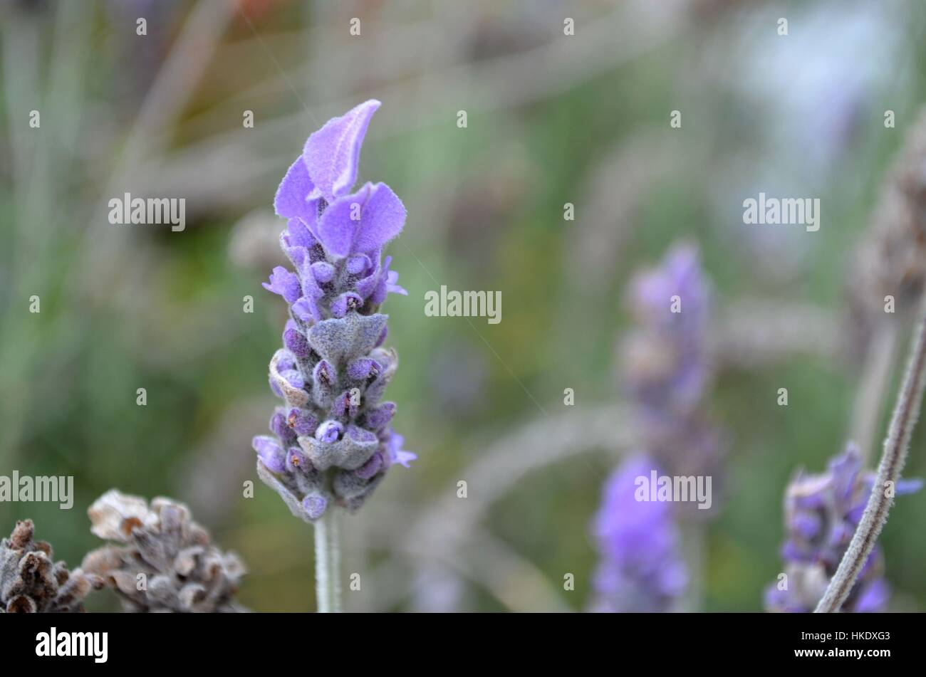 Large fragrant flower hi-res stock photography and images - Alamy