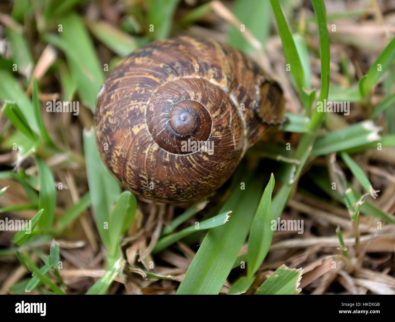 Garden snail in the grass Stock Photo - Alamy