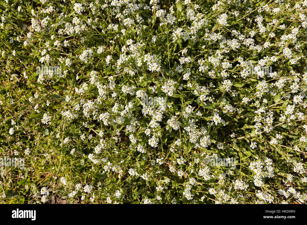 kinds of small white flowers in the meadow, note shallow depth of field ...