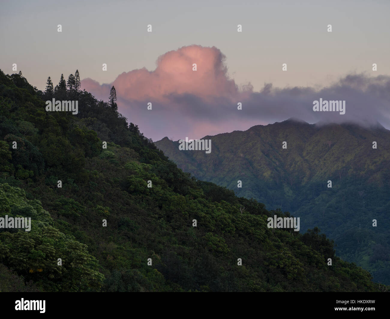 Round top forest reserve honolulu hi-res stock photography and images ...