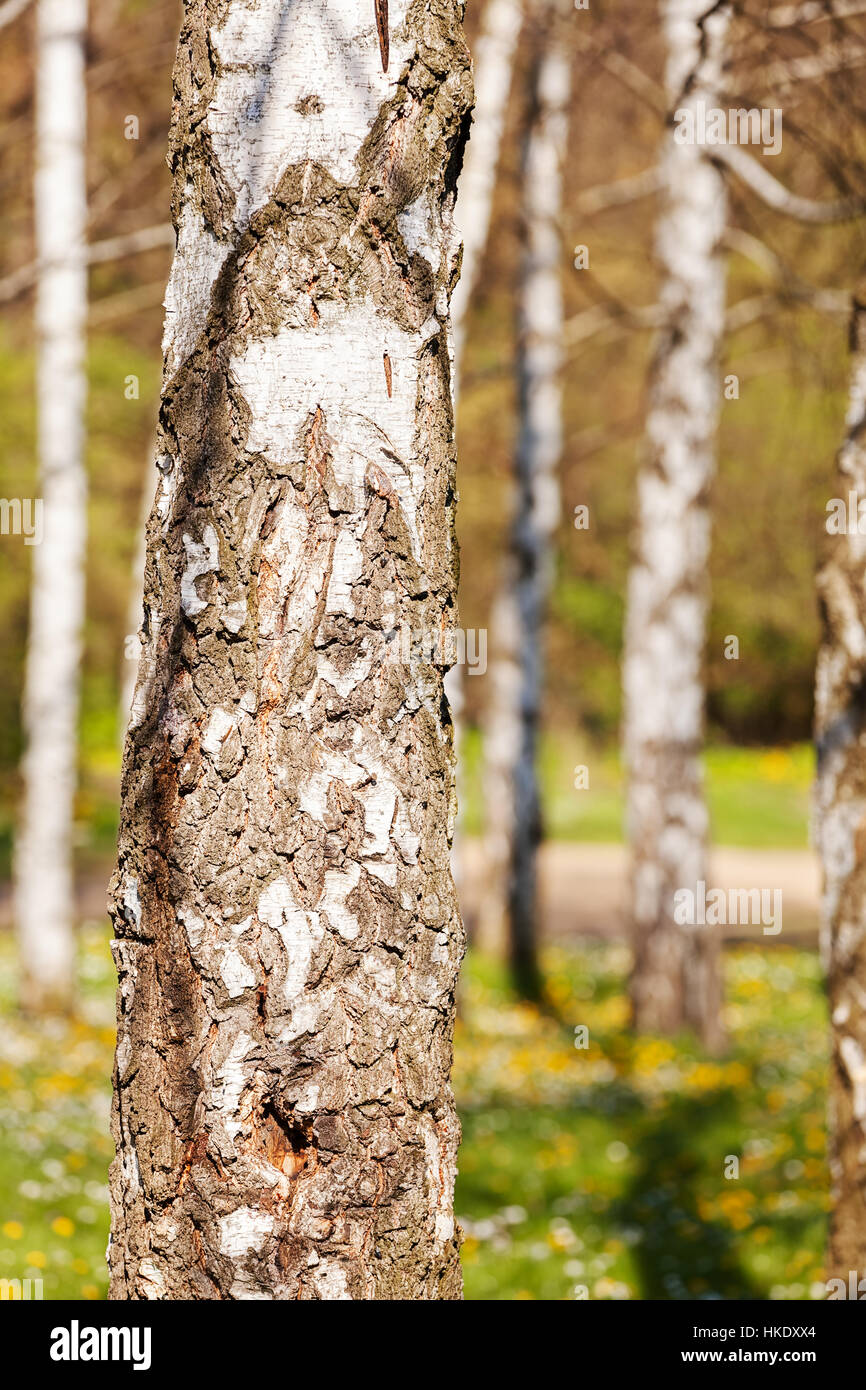 tree bark in nature, note shallow depth of field Stock Photo - Alamy