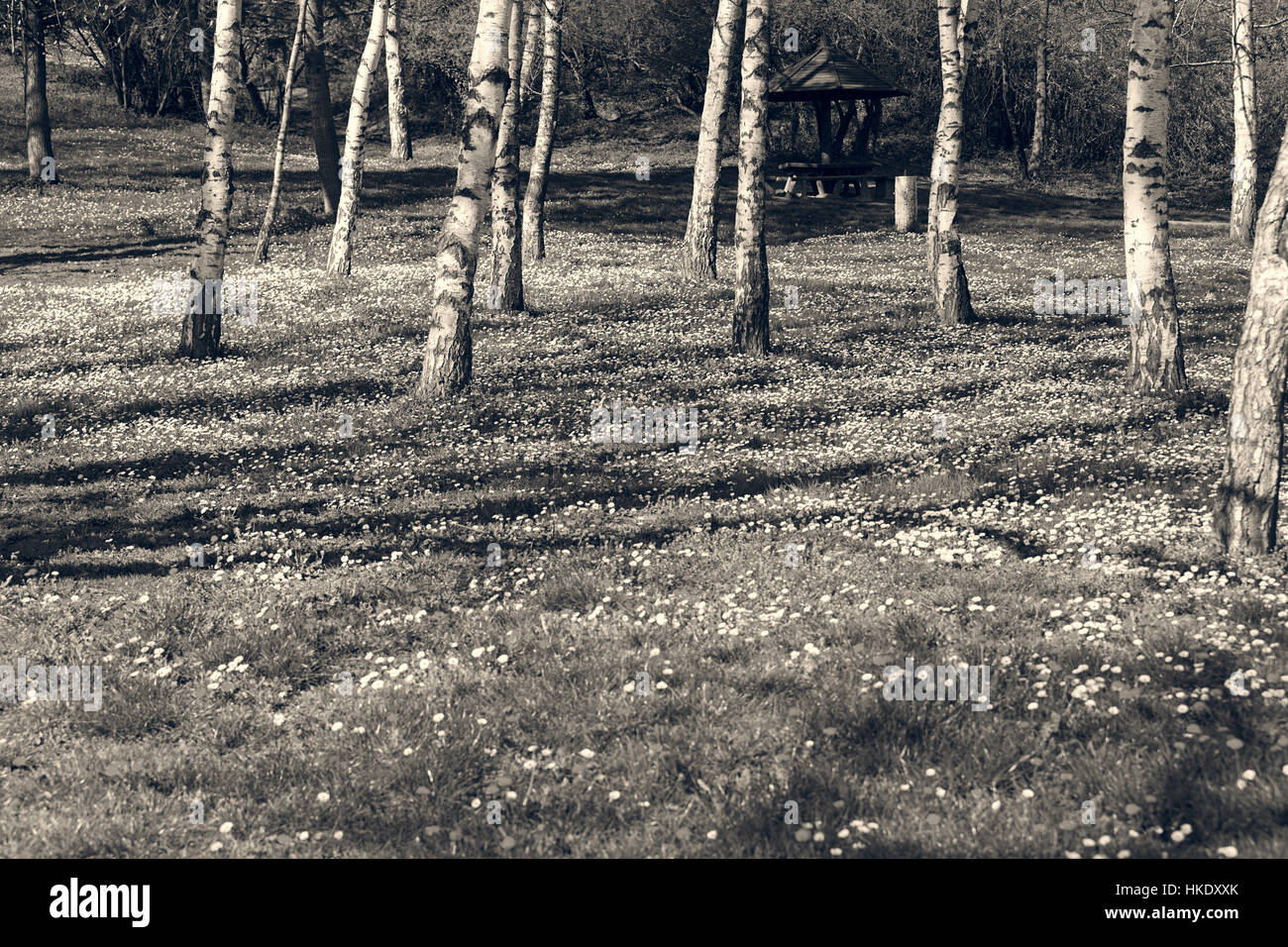 trees in the forest in the spring, note shallow depth of field Stock ...