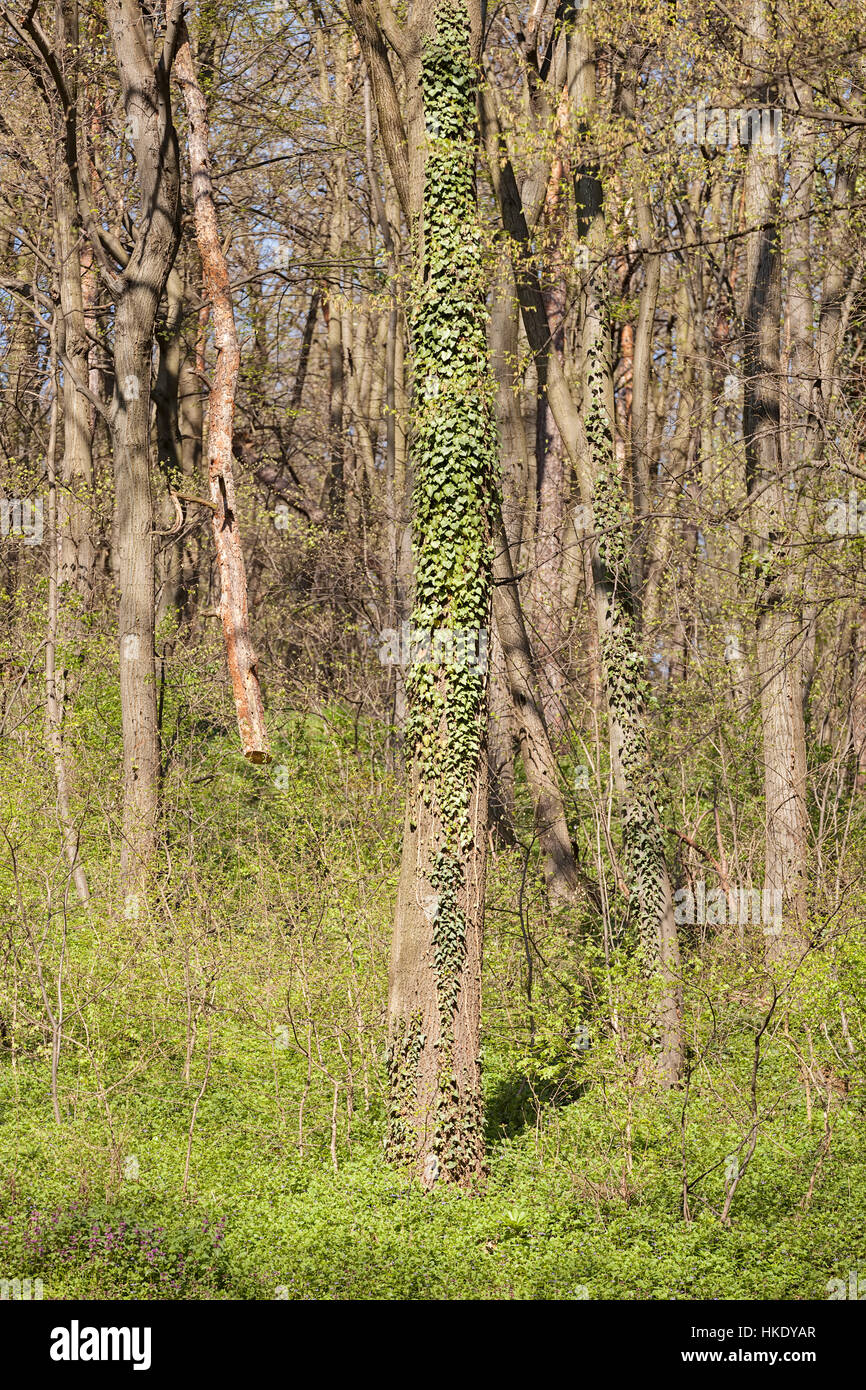 trees in the forest in the spring, note shallow depth of field Stock ...