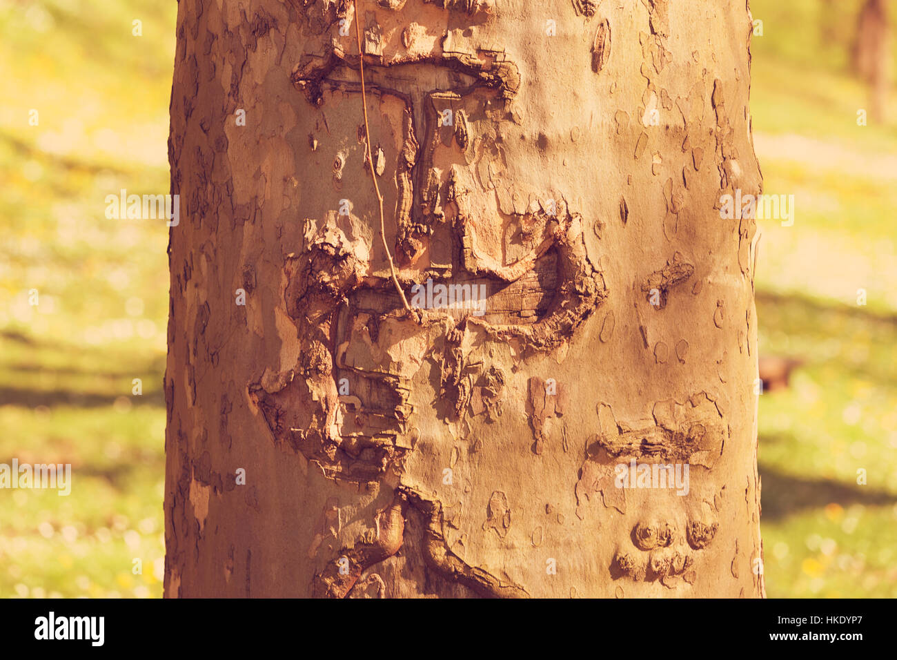 tree bark in nature, note shallow depth of field Stock Photo - Alamy