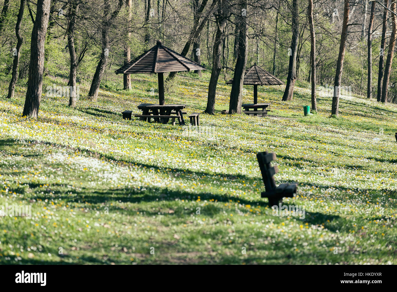 trees in the forest in the spring, note shallow depth of field Stock ...