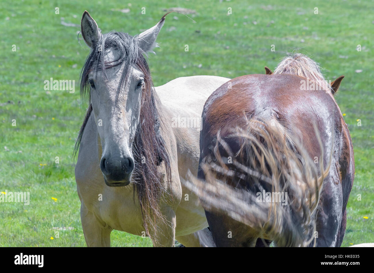 Equus ferus caballus. Two horses in defensive position. Each one of ...