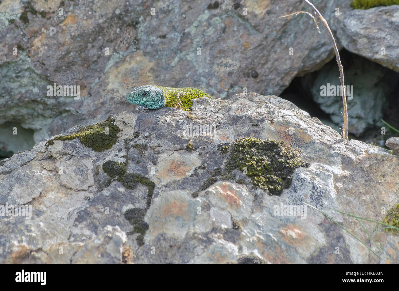 Lizard portugal hi-res stock photography and images - Alamy