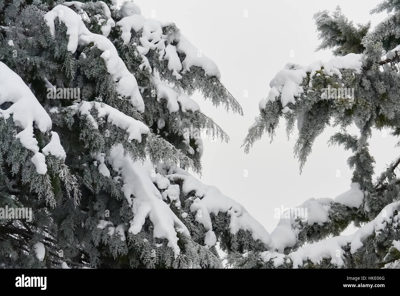 Branches of a coniferous tree hi-res stock photography and images - Alamy