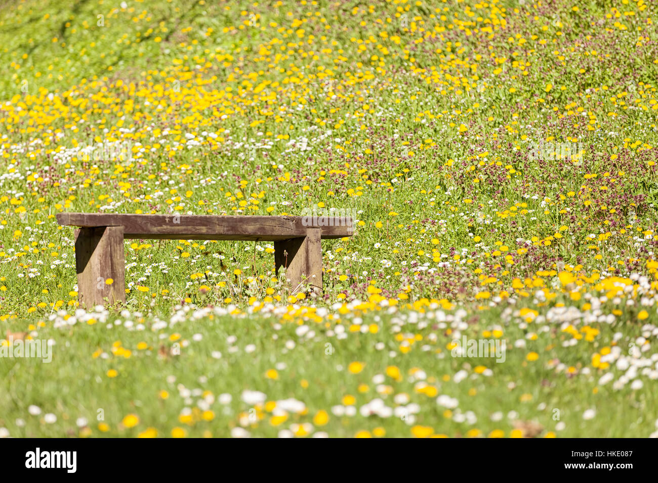 wooden bench in a meadow wild flowers, note shallow depth of field ...