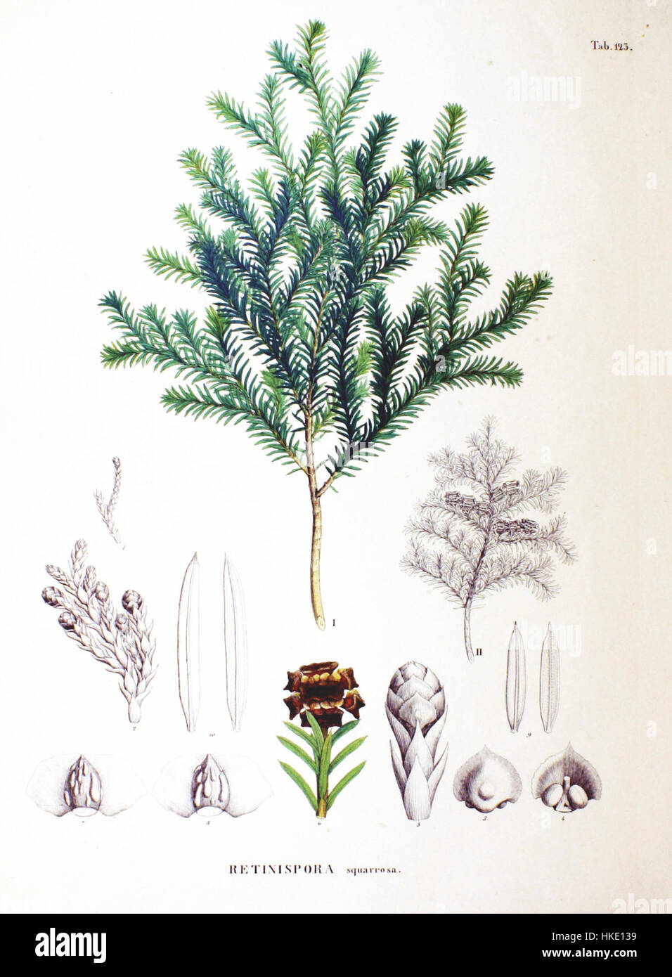 A botanical image of Chamaecyparis obtusa (Hinoki cypress) cultivar ...