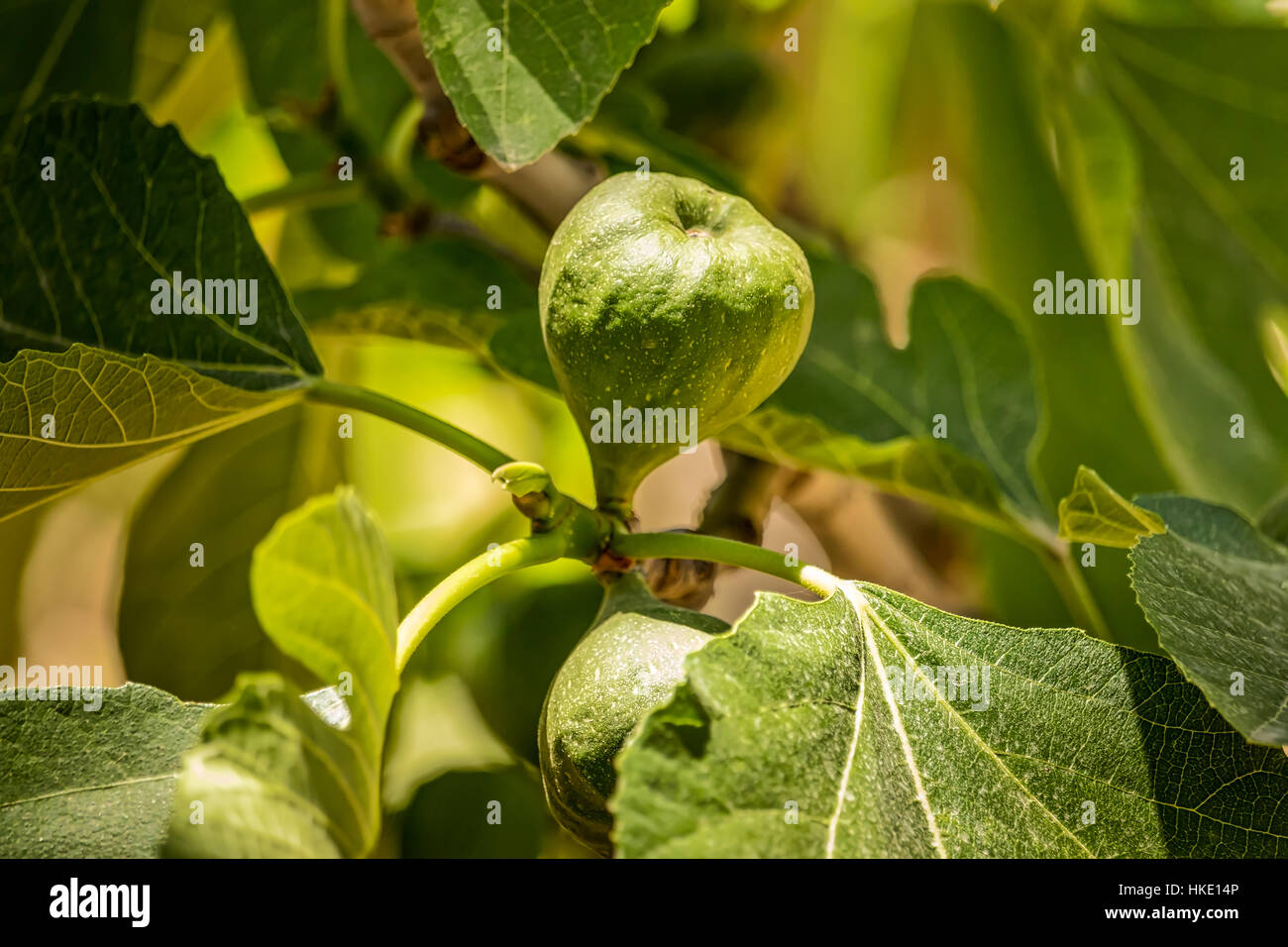 Fig seed hi-res stock photography and images - Alamy