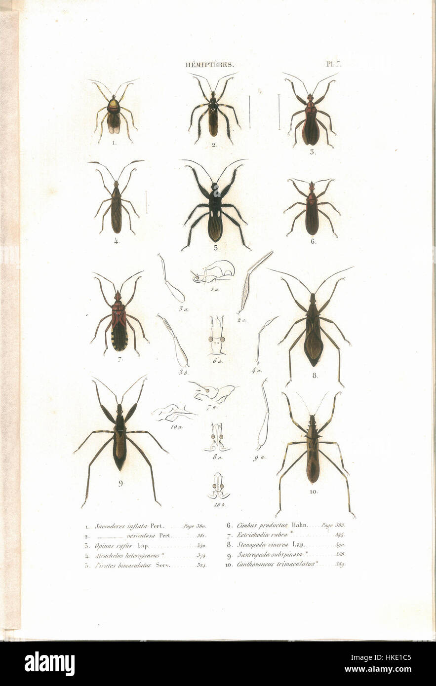 Amyot C.J.B.1843 Histoire naturelle des insectes. Hemipteres. Planche ...