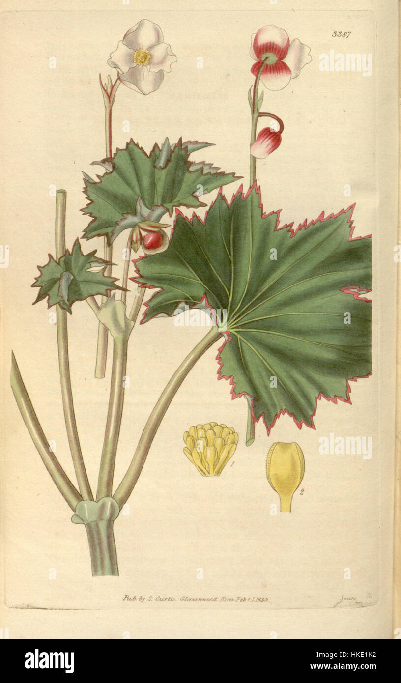 The botanical painting of Begonia geraniifolia highlights the intricate ...