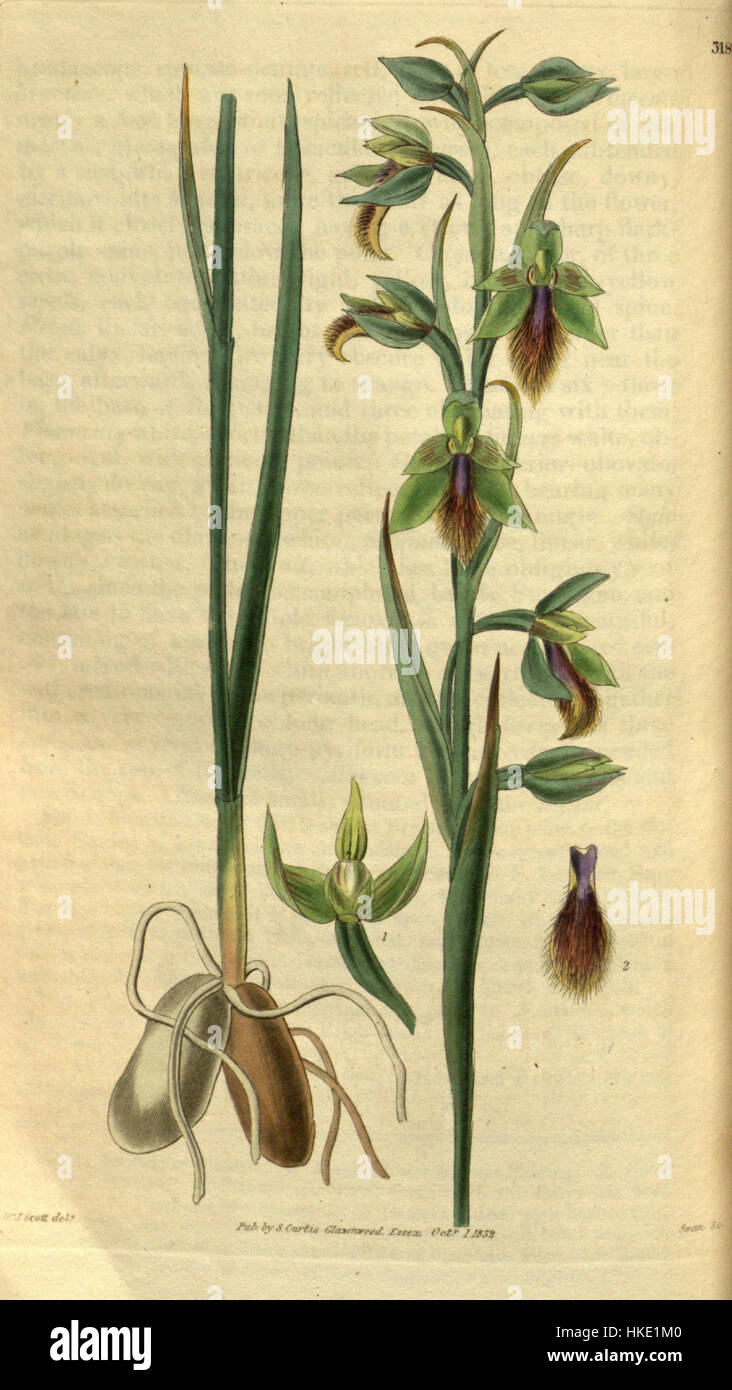 An illustration of *Calochilus campestris*, a species of orchid, from ...