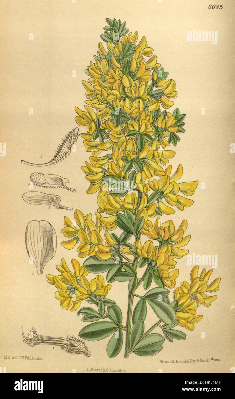 Cytisus monspessulanus, also known as Montpellier broom, is a shrub ...
