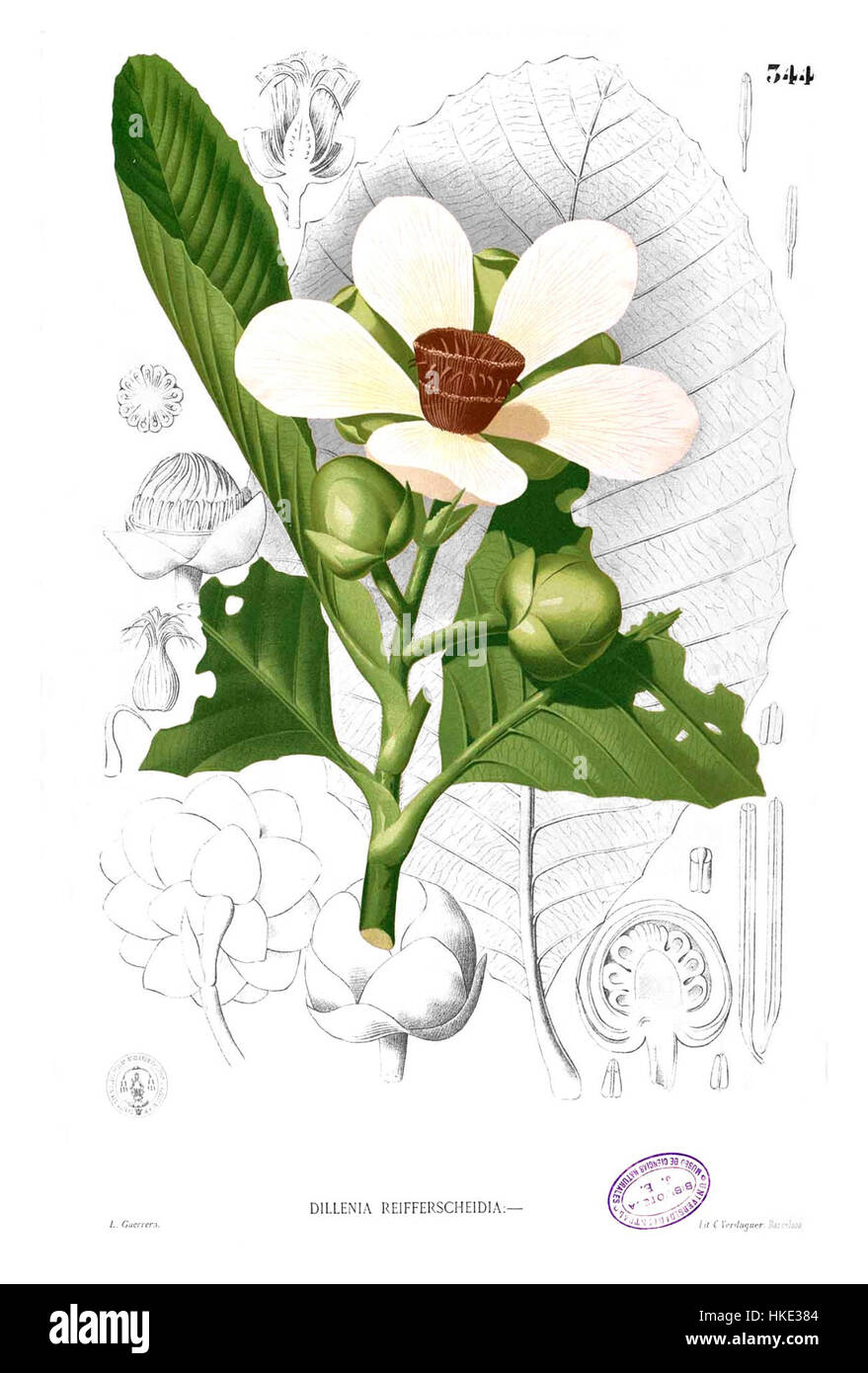 Flowering plant in genus Cut Out Stock Images & Pictures - Alamy