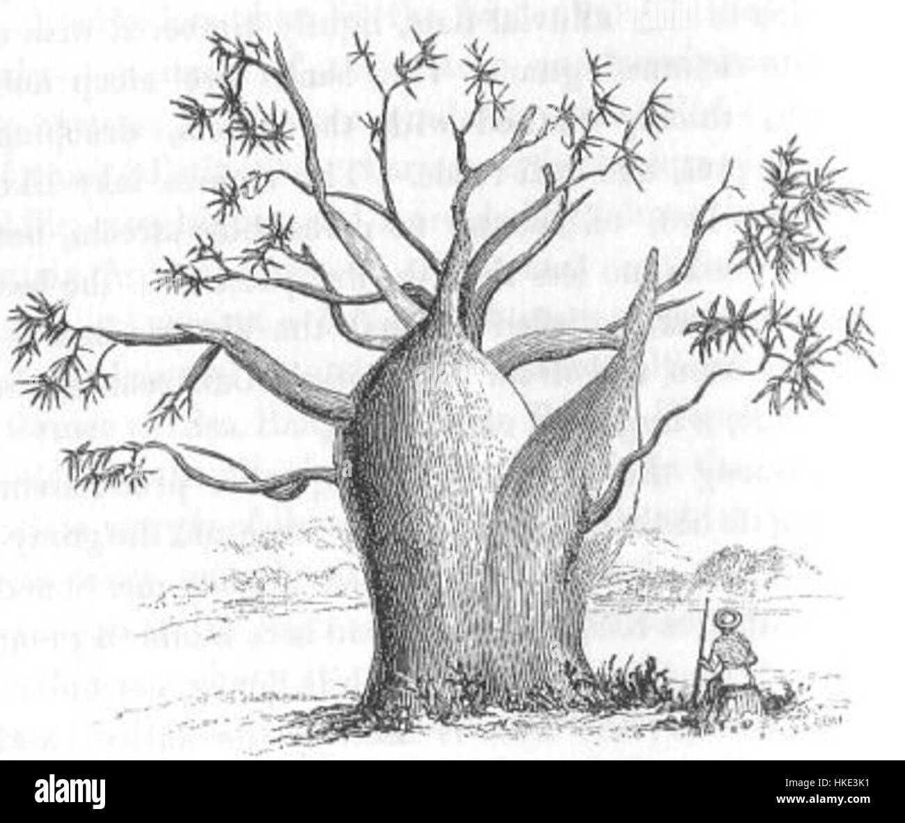 The *Gouty Stem Tree* is a botanical illustration from the *Discoveries ...
