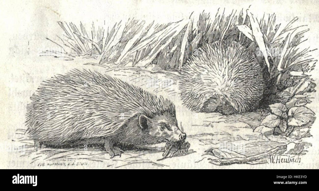 The Heubach sculpture of an Erinaceidae, or hedgehog, reflects the fine ...