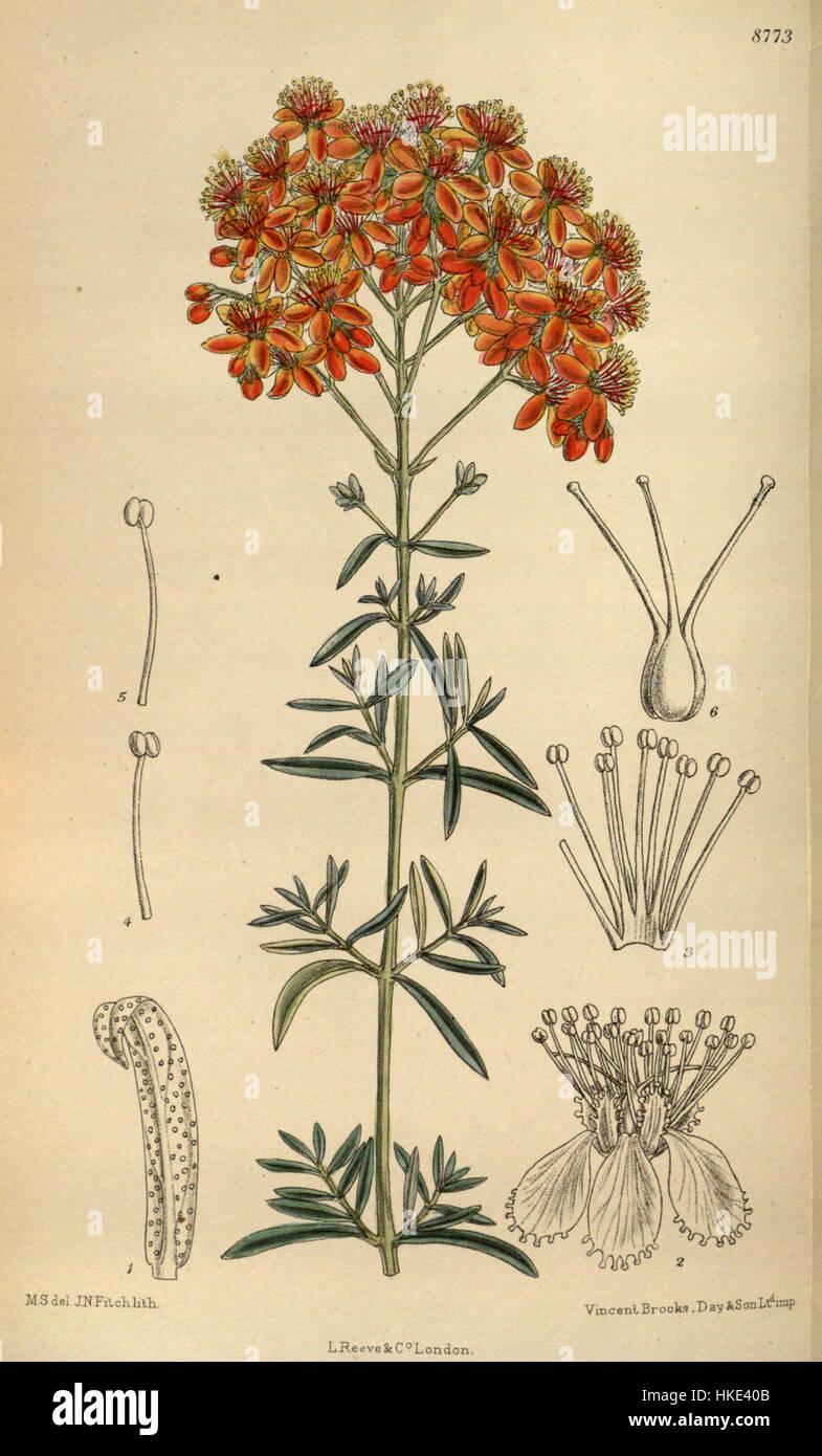 'Hypericum laeve rubrum' is a botanical artwork depicting a species of ...