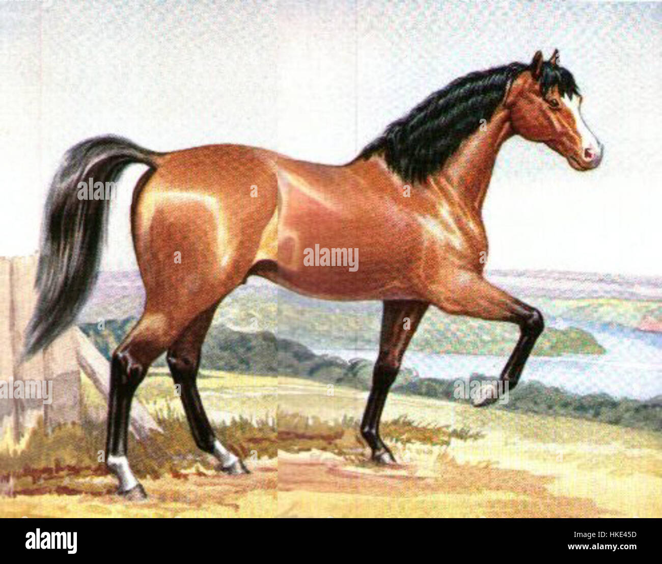 An artistic representation of Hector, the Trojan hero from Greek ...