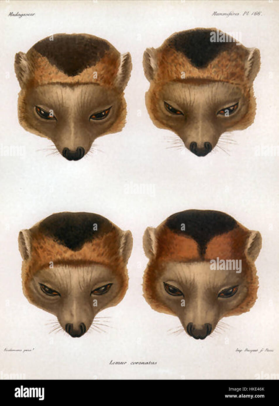 Eulemur coronatus, commonly known as the crowned lemur, is a species ...