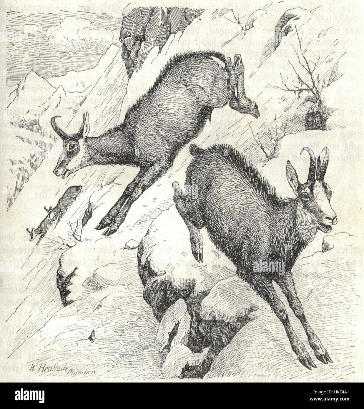 Chamois drawing hi-res stock photography and images - Alamy