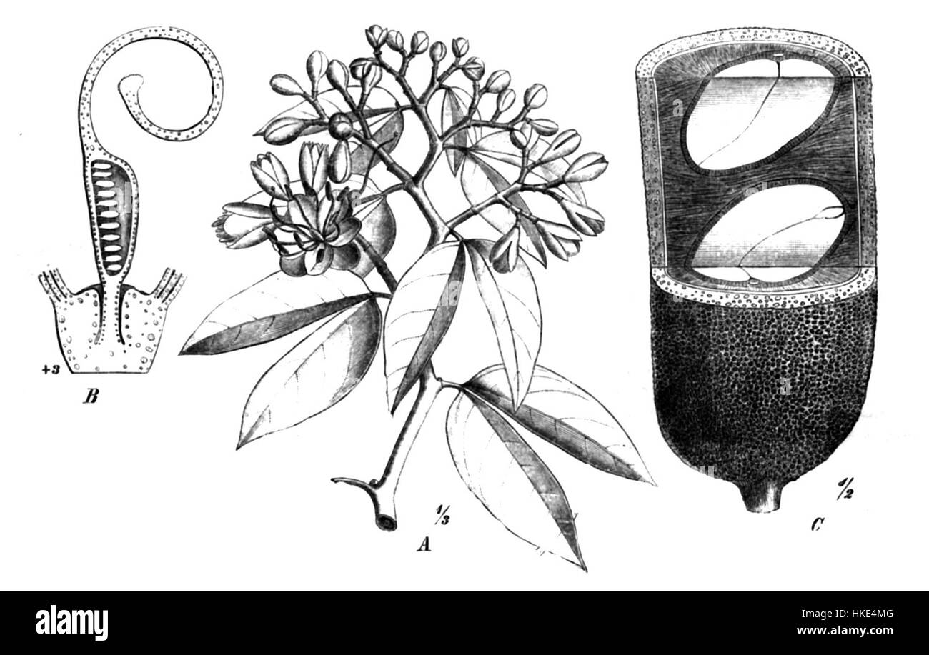 This botanical illustration of Hymenaea courbaril, also known as the ...